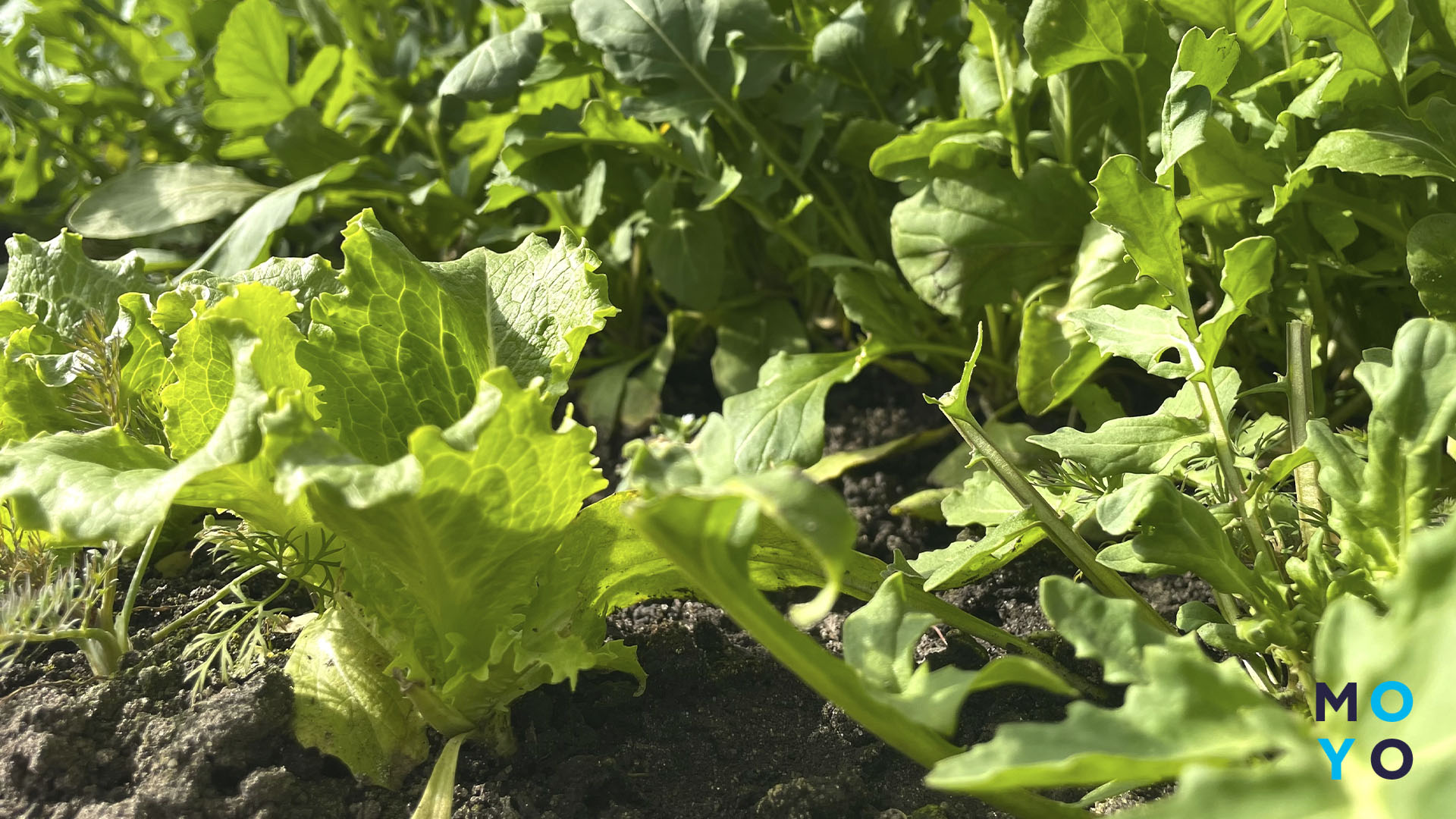 ПОСІВНИЙ КАЛЕНДАР ОГОРОДНИКА НА ЛИПЕНЬ 2025 — що коли й куди сіяти